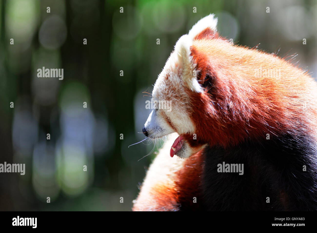 Cute Red Panda posing for the camera Stock Photo - Alamy
