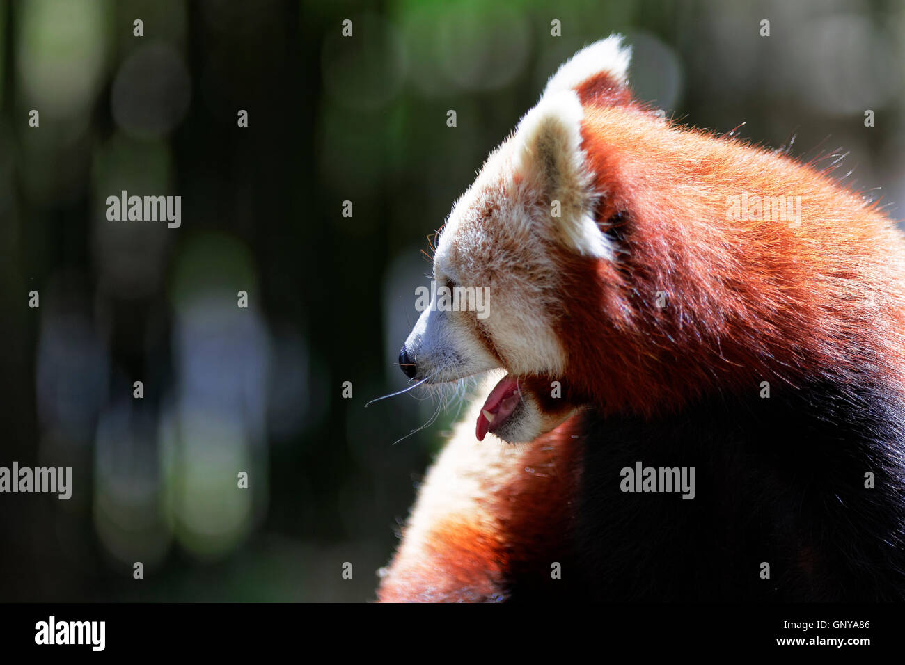 Cute Red Panda posing for the camera Stock Photo - Alamy