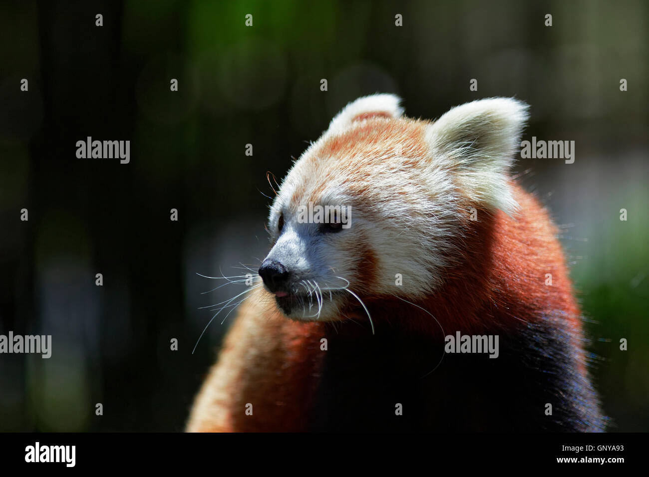 Cute Red Panda posing for the camera Stock Photo - Alamy