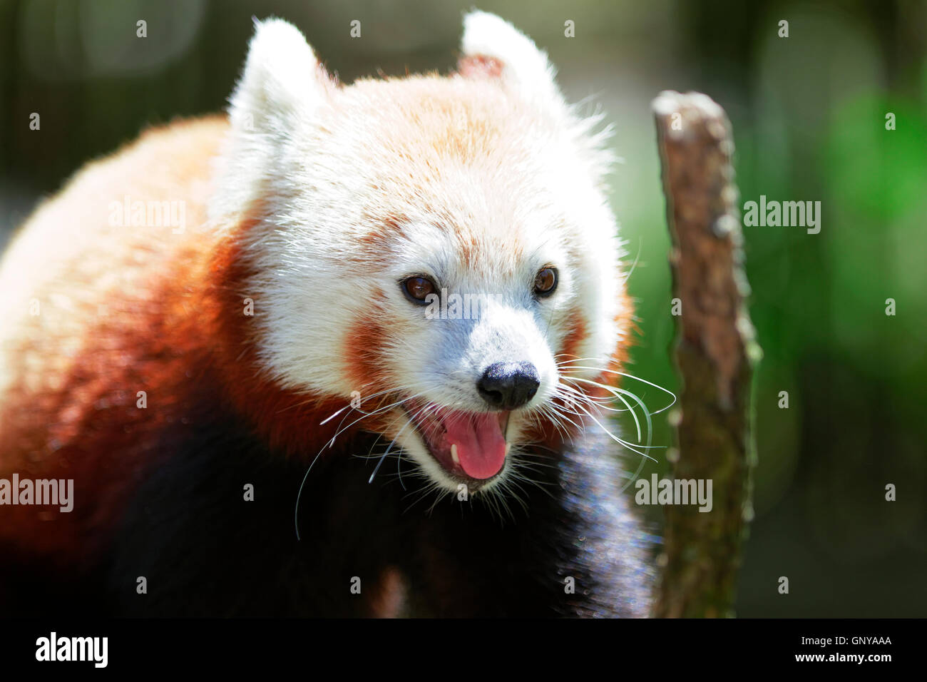 Cute Red Panda posing for the camera Stock Photo - Alamy