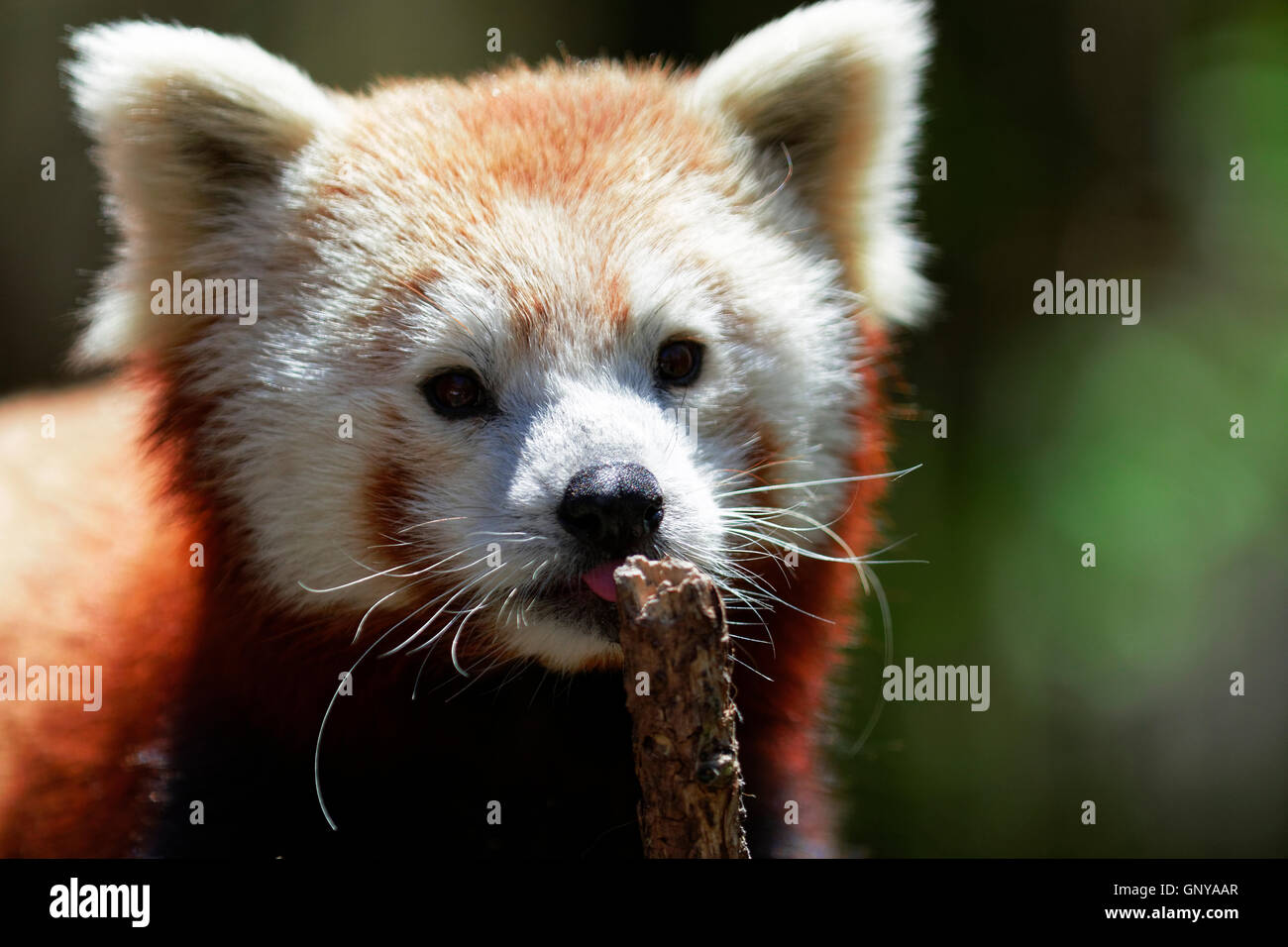Cute Red Panda posing for the camera Stock Photo - Alamy