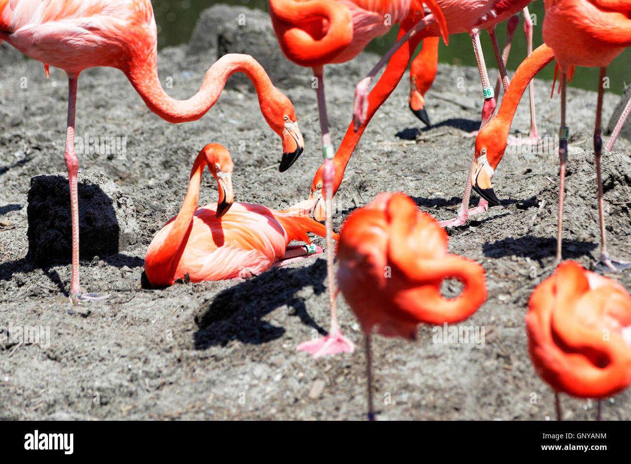 Beautiful pink flamingoes in a flock Stock Photo - Alamy Beautiful pink flamingoes in a flock Stock Photo - Alamy