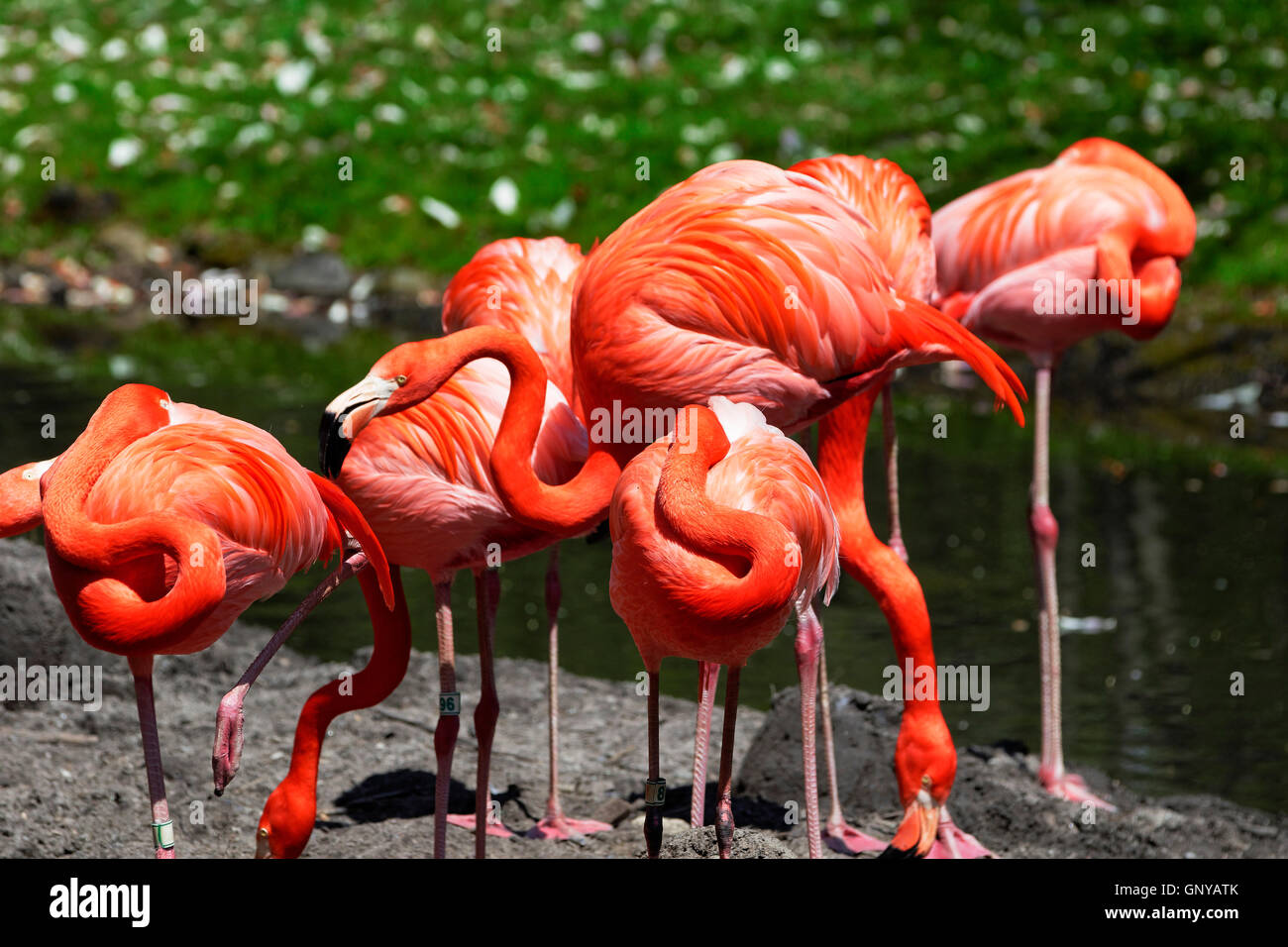 Beautiful pink flamingoes in a flock Stock Photo - Alamy Beautiful pink flamingoes in a flock Stock Photo - Alamy