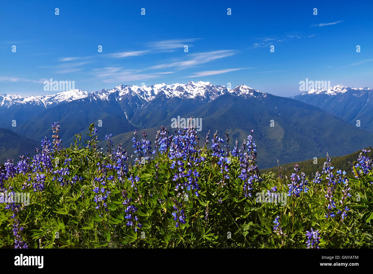 Hurricane ridge flowers hi-res stock photography and images - Alamy