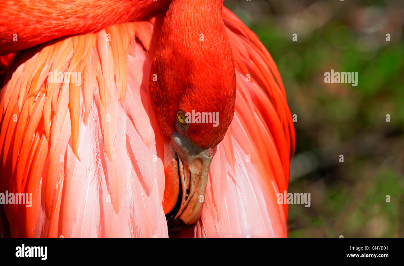 Beautiful pink flamingoes in a flock Stock Photo - Alamy Beautiful pink flamingoes in a flock Stock Photo - Alamy