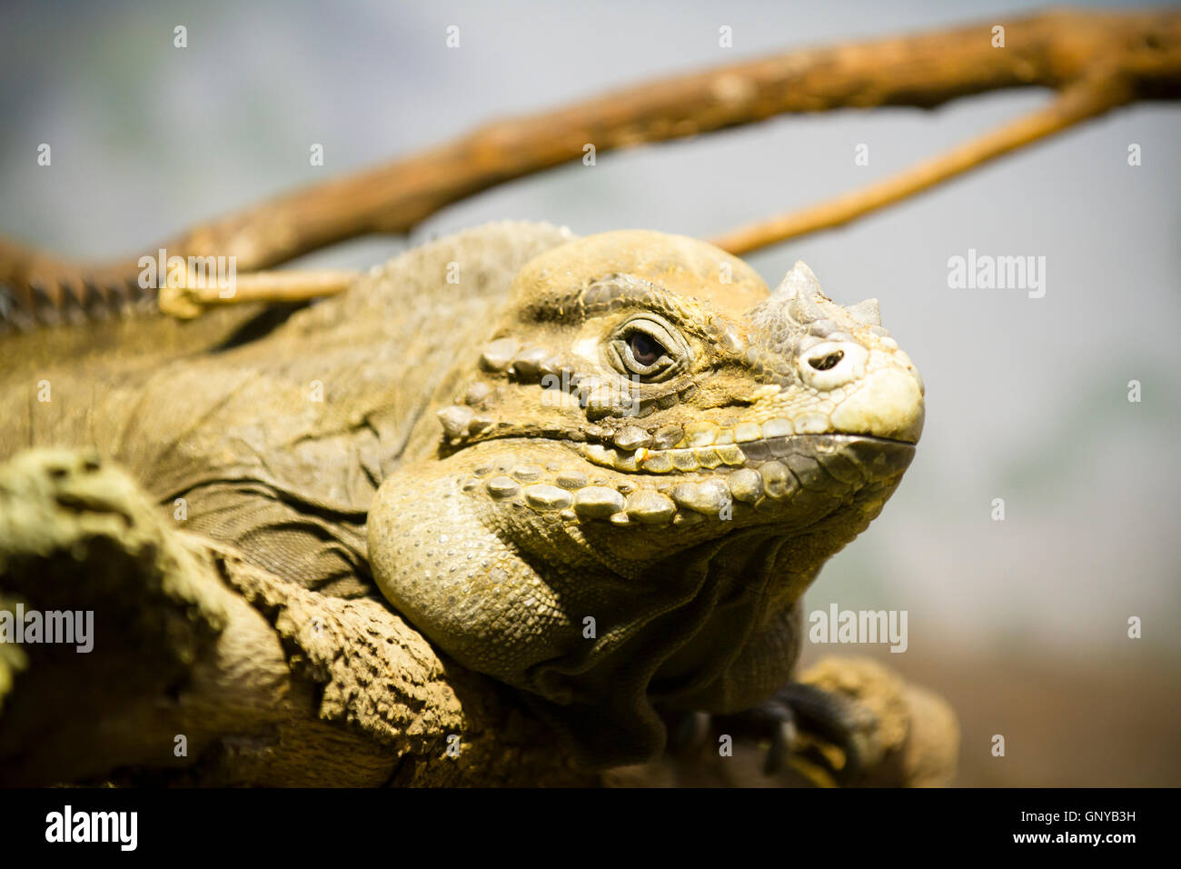 lizard skin detailing hard and scaly Stock Photo - Alamy