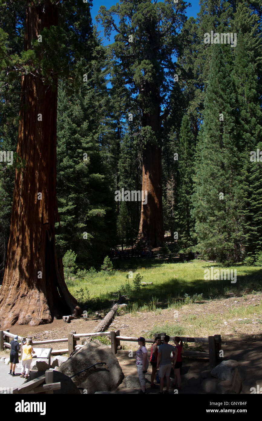 Sequoia Trees in Sequoia National Park California. USA Stock Photo - Alamy