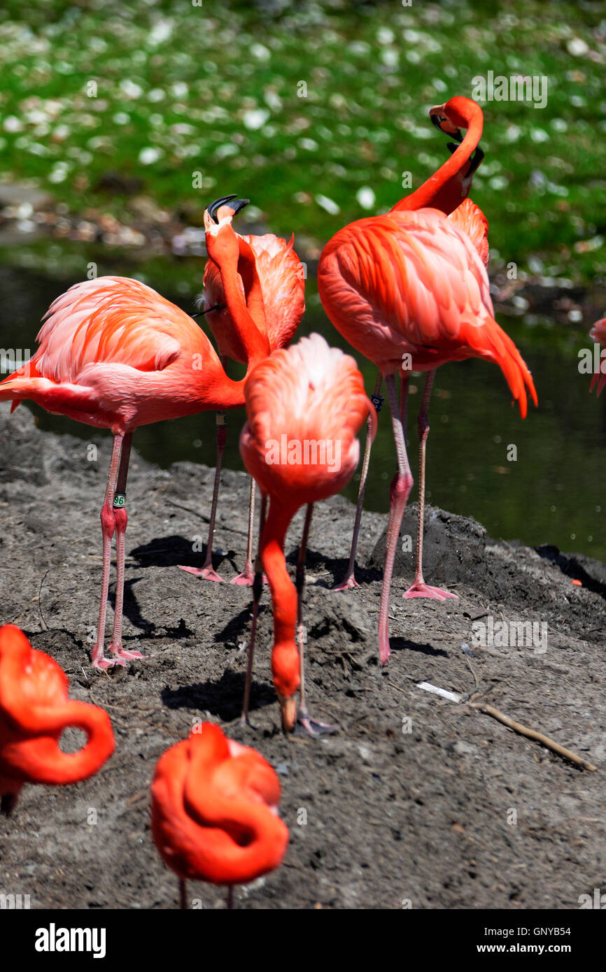Beautiful pink flamingoes in a flock Stock Photo - Alamy Beautiful pink flamingoes in a flock Stock Photo - Alamy