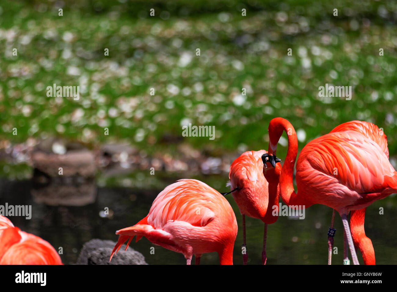 Beautiful pink flamingoes in a flock Stock Photo - Alamy Beautiful pink flamingoes in a flock Stock Photo - Alamy
