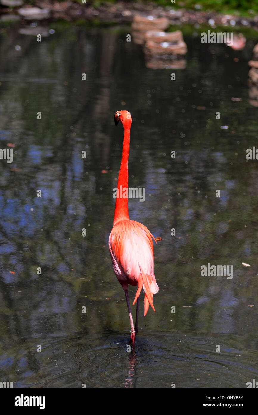 Beautiful pink flamingoes in a flock Stock Photo - Alamy Beautiful pink flamingoes in a flock Stock Photo - Alamy