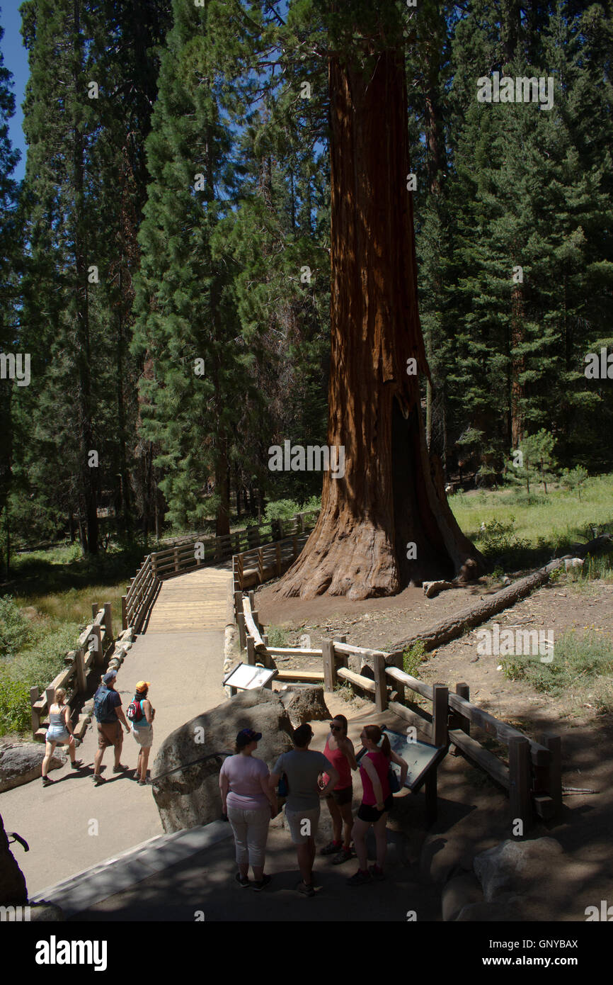Sequoia Trees in Sequoia National Park California. USA Stock Photo - Alamy