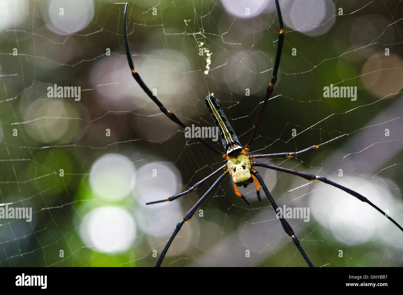 Mai Thong spider Stock Photo - Alamy