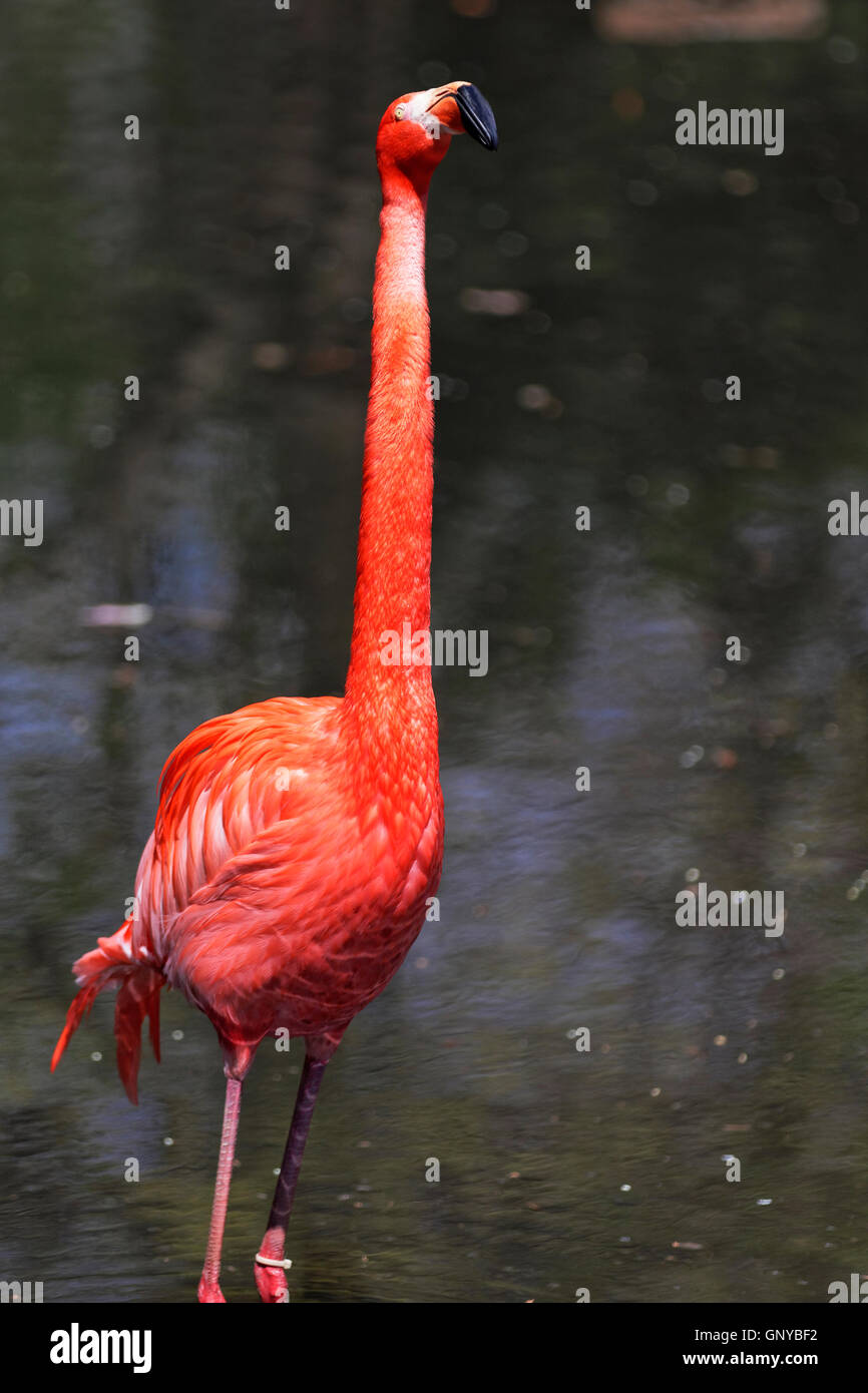 Beautiful pink flamingoes in a flock Stock Photo - Alamy Beautiful pink flamingoes in a flock Stock Photo - Alamy