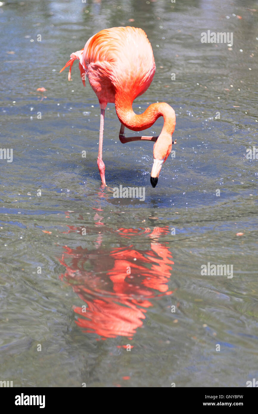 Beautiful pink flamingoes in a flock Stock Photo - Alamy Beautiful pink flamingoes in a flock Stock Photo - Alamy