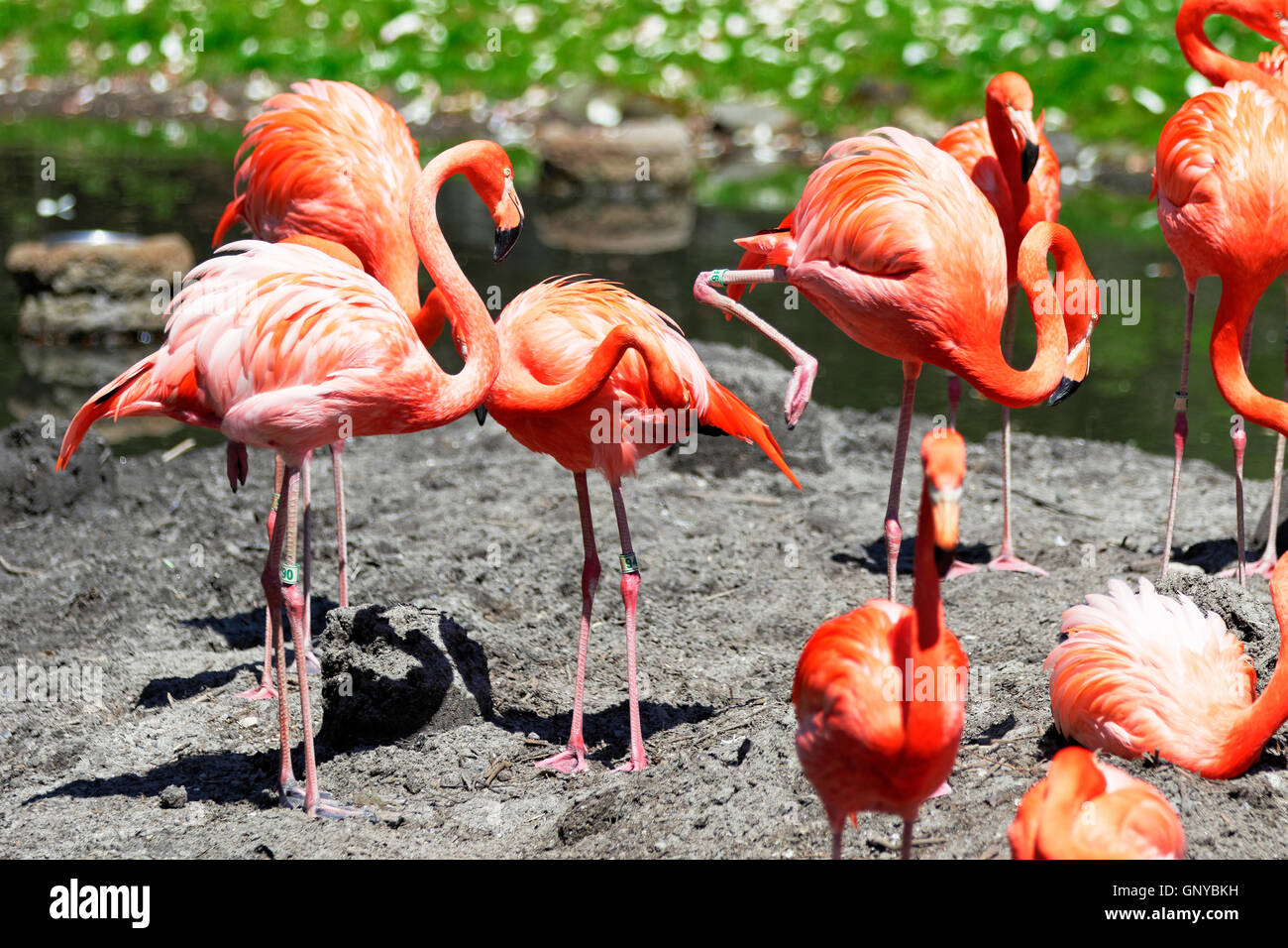 Beautiful pink flamingoes in a flock Stock Photo - Alamy Beautiful pink flamingoes in a flock Stock Photo - Alamy