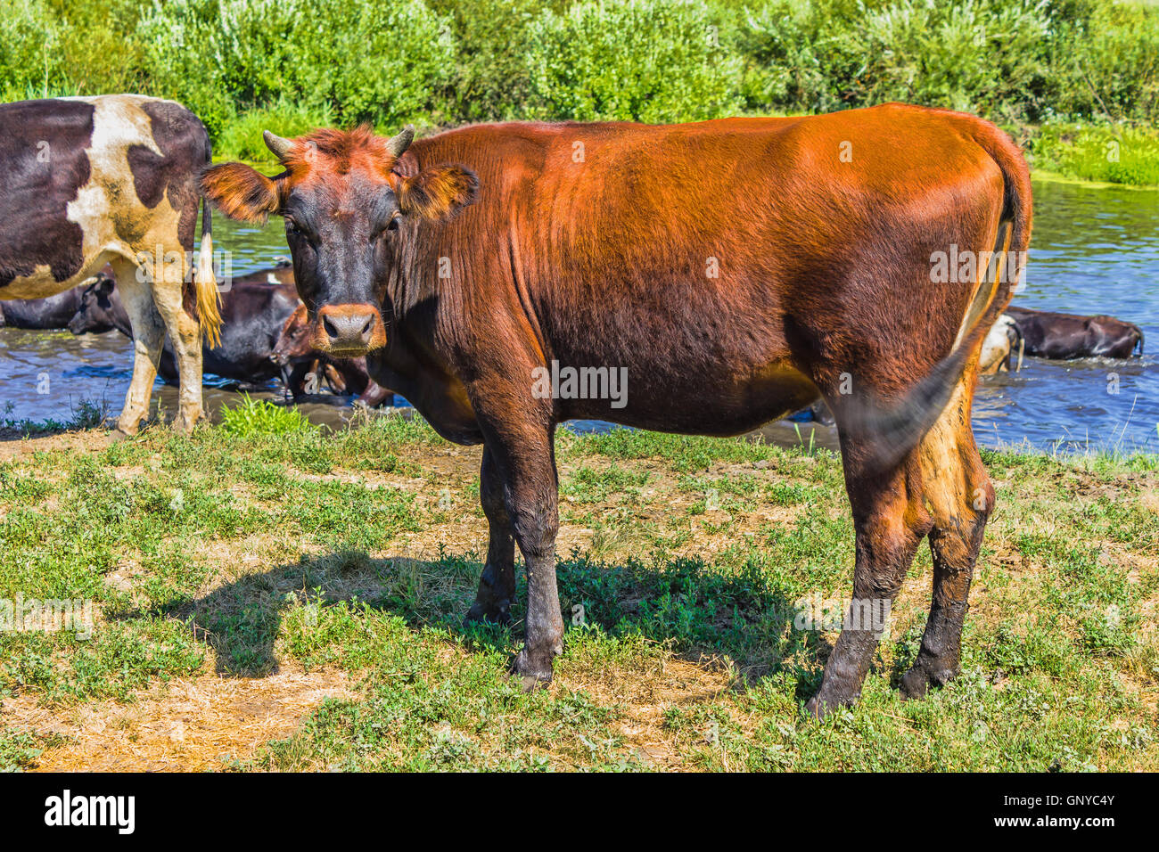 Cows wade cross the river Stock Photo - Alamy
