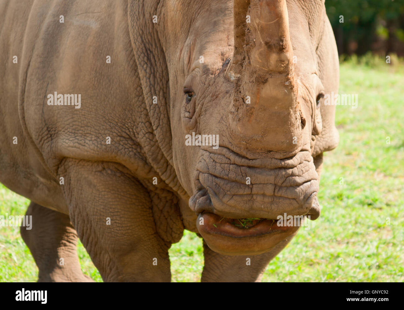 Rhinoceros on wild safari Stock Photo - Alamy