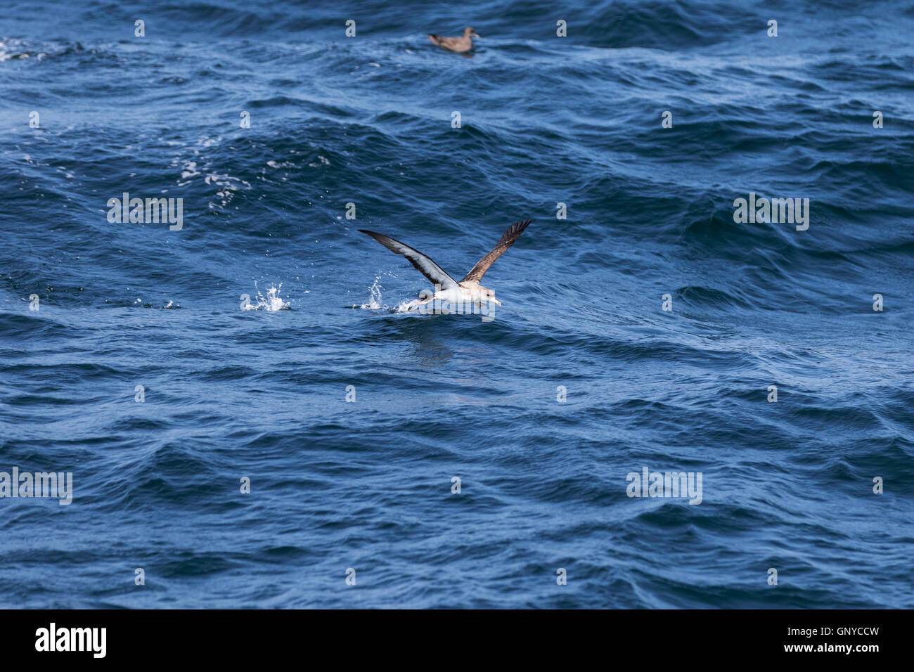Sea birds flying over the ocean surface Stock Photo - Alamy