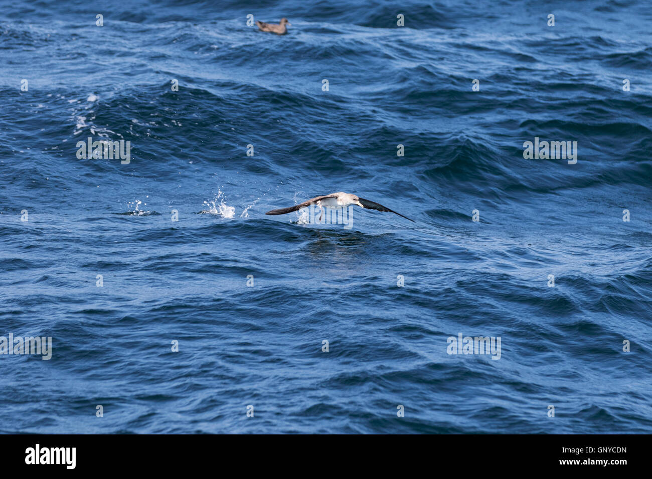 Sea birds flying over the ocean surface Stock Photo - Alamy