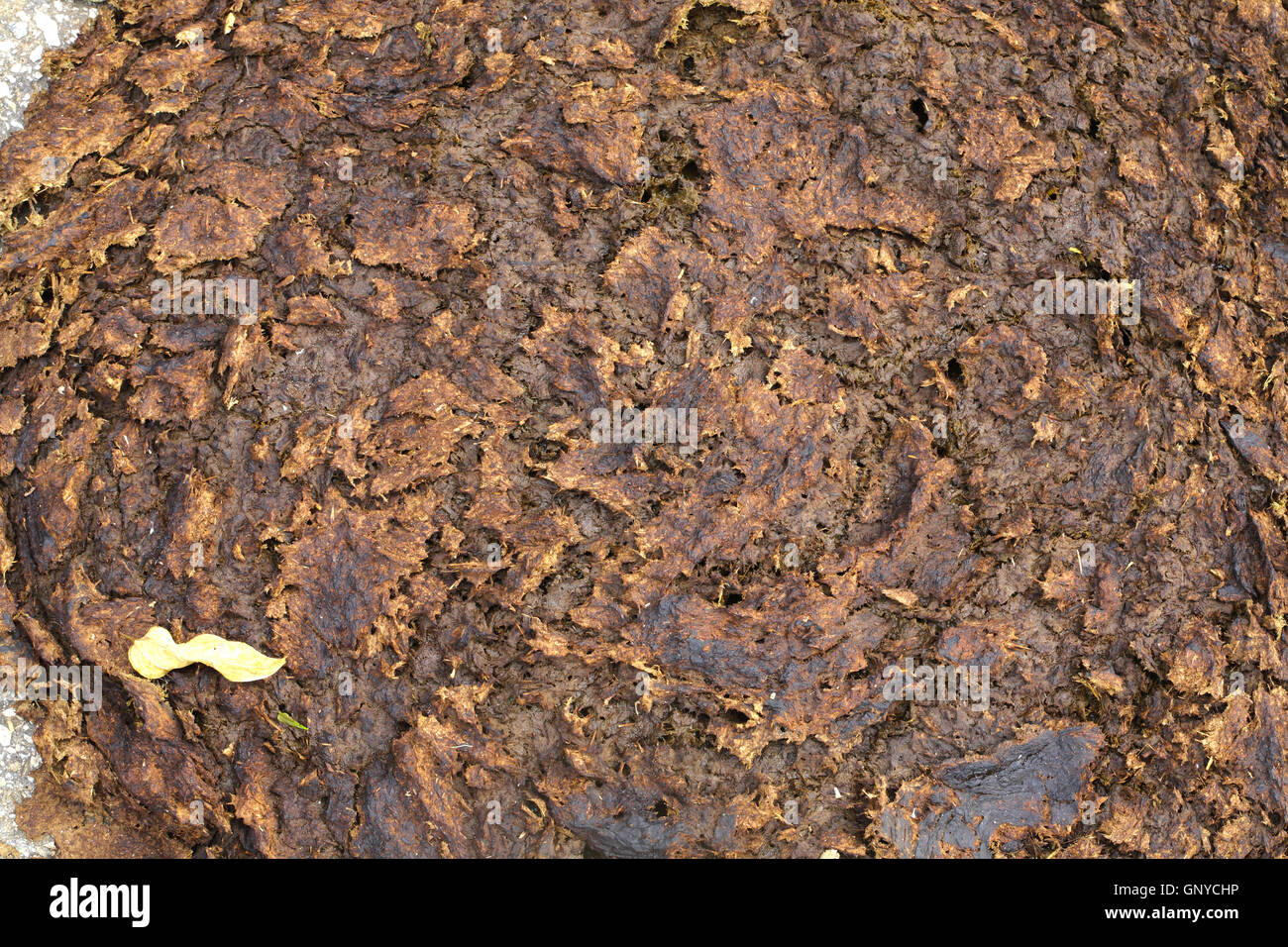 Cattle Feces High Resolution Stock Photography and Images - Alamy