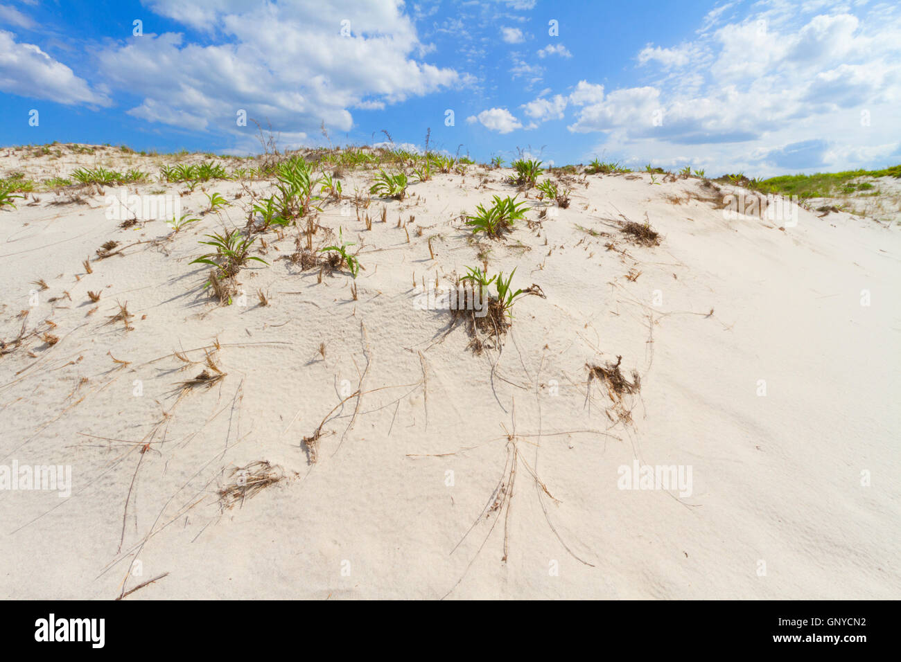 Sand dunes on the beach Stock Photo - Alamy