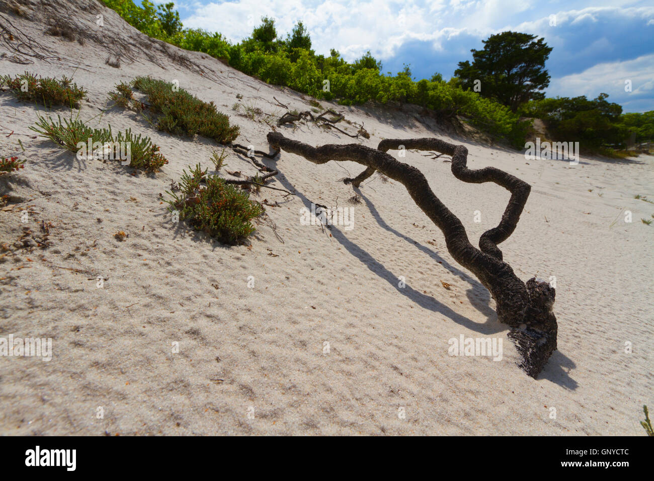 Dry tree branch on a sand dune on a hot summer day Stock Photo - Alamy