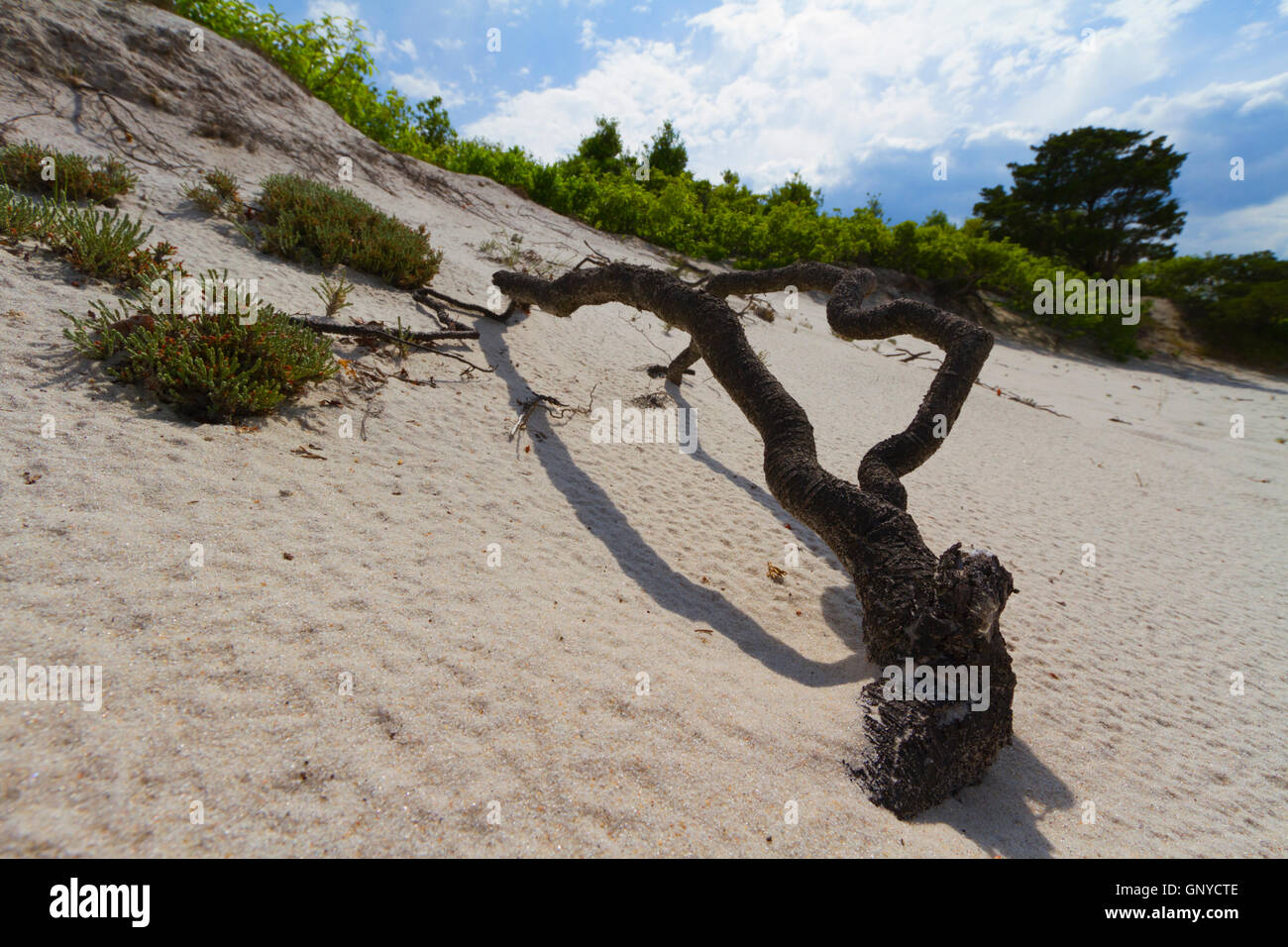Dry tree branch on a sand dune on a hot summer day Stock Photo - Alamy