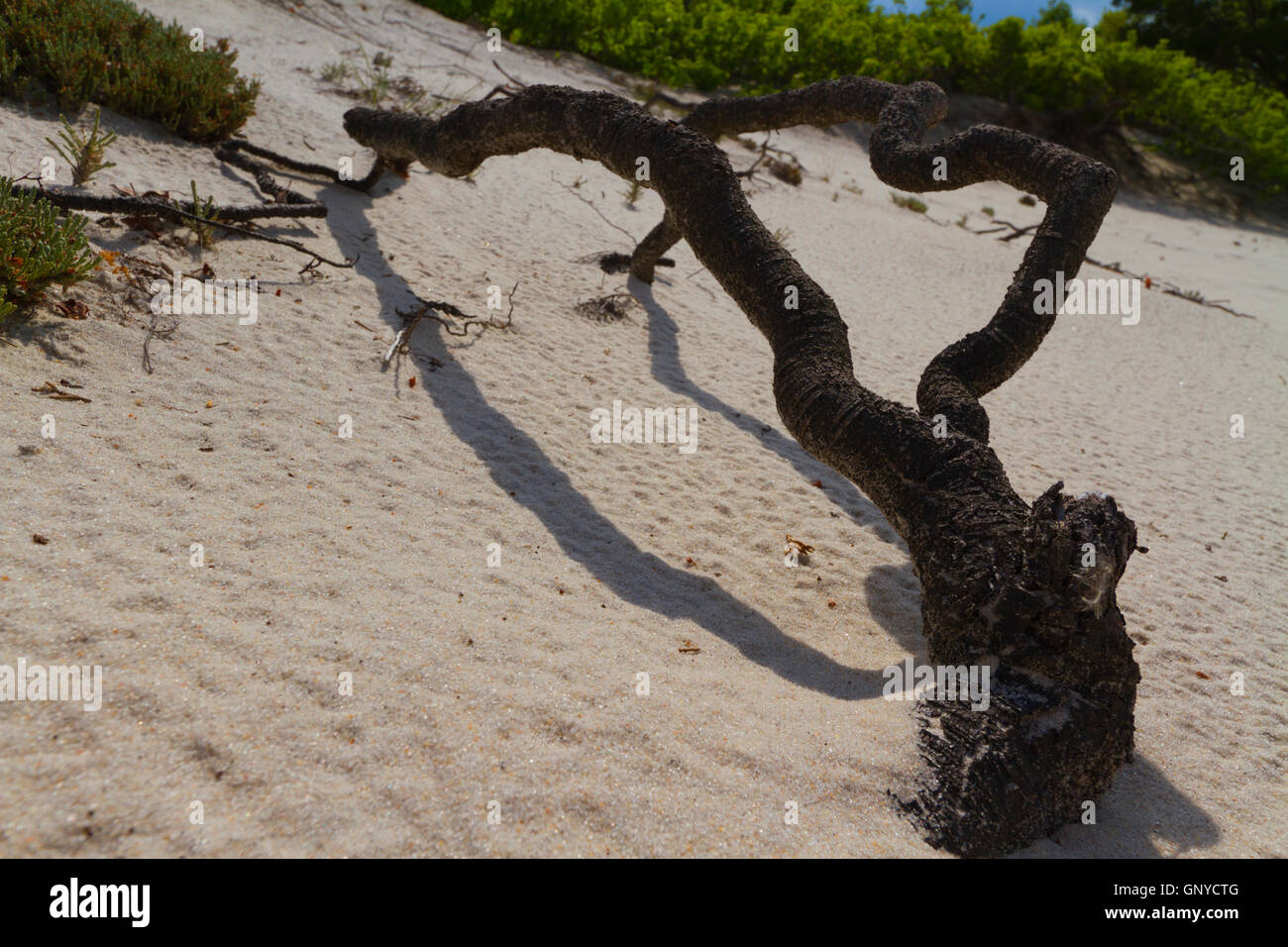 Dry tree branch on a sand dune on a hot summer day Stock Photo - Alamy