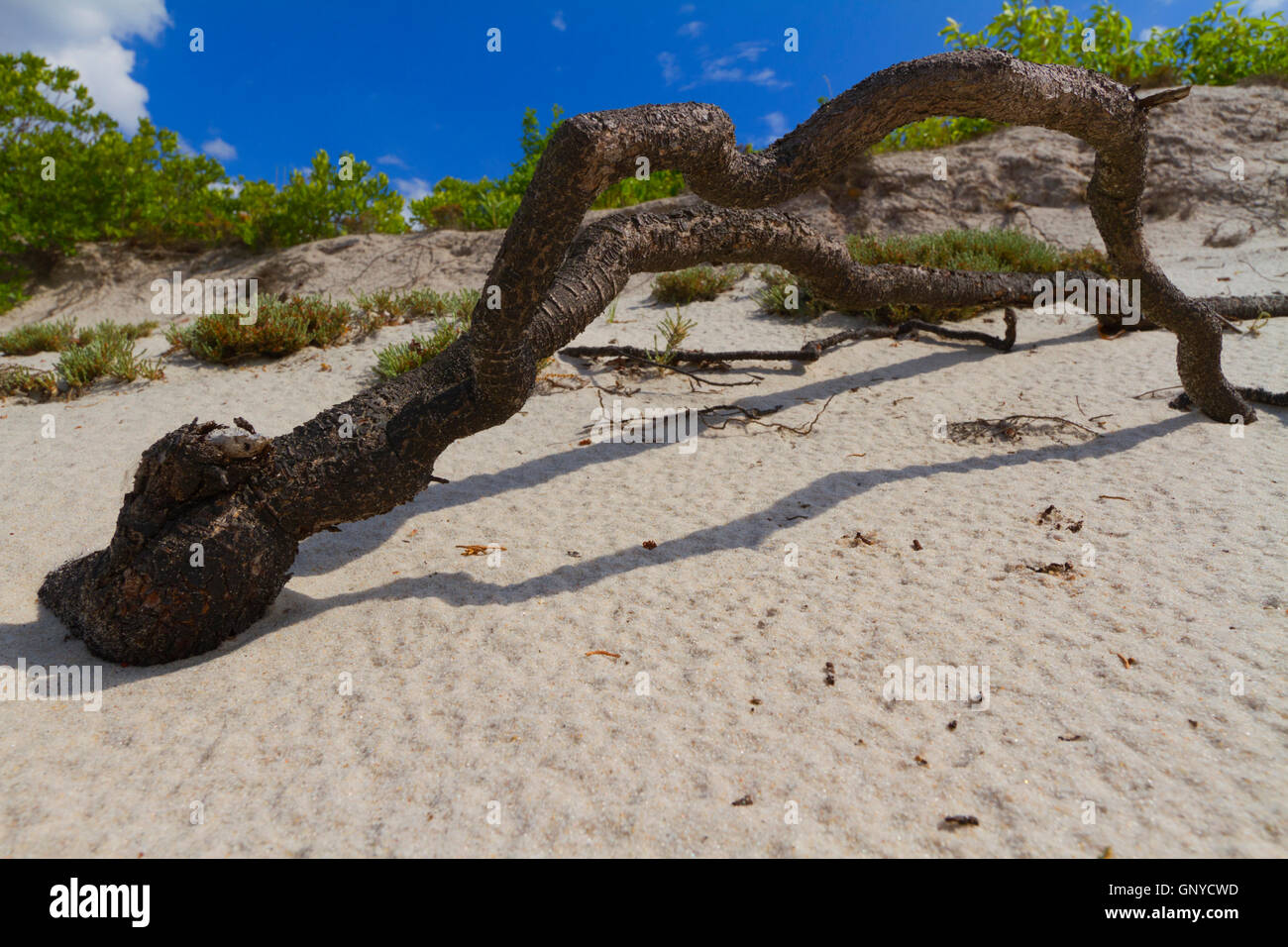 Dry tree branch on a sand dune on a hot summer day Stock Photo - Alamy