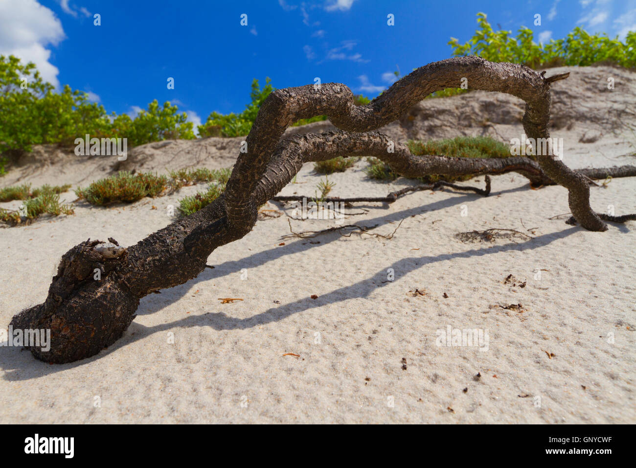 Dry tree branch on a sand dune on a hot summer day Stock Photo - Alamy