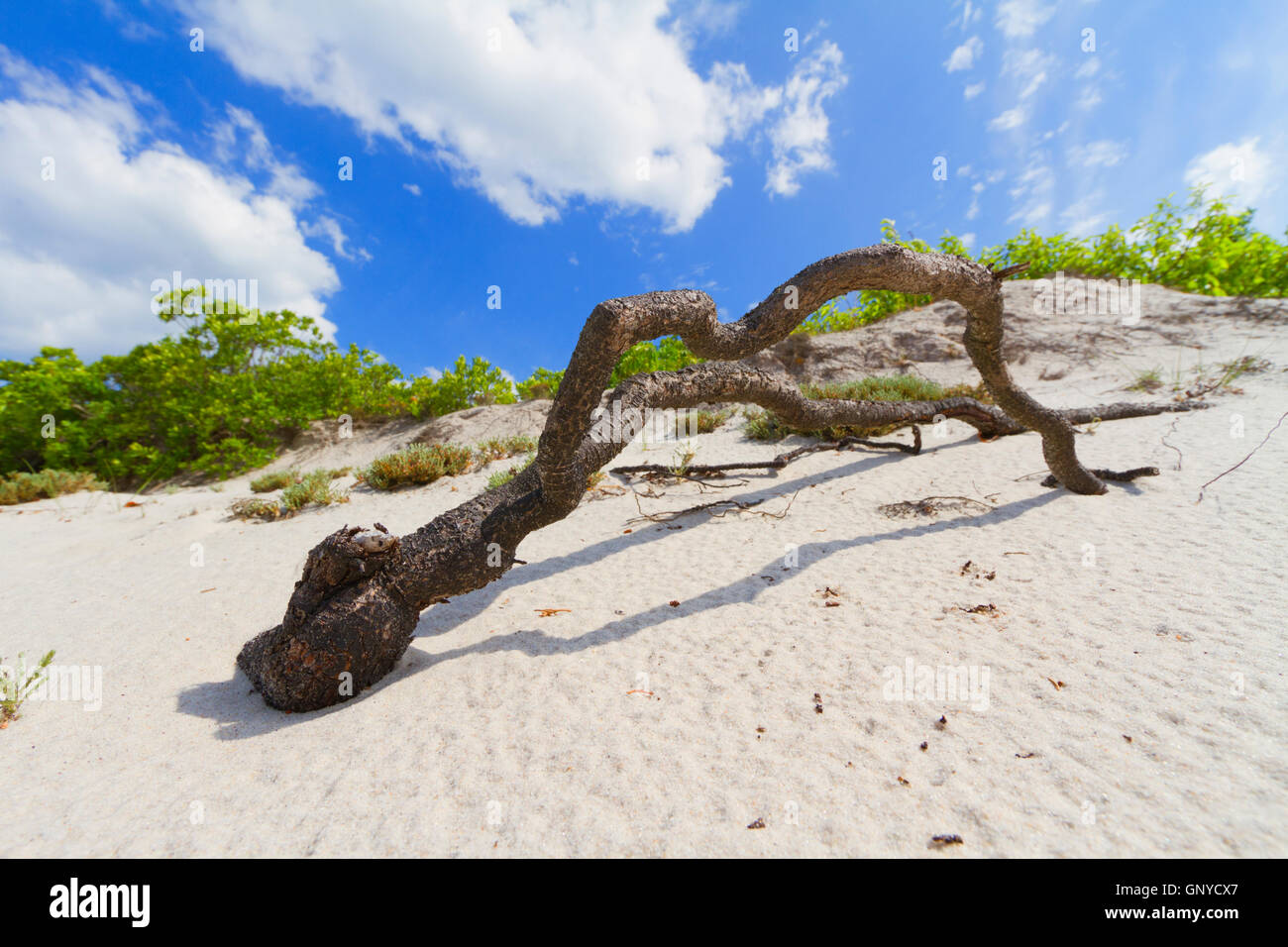 Dry tree branch on a sand dune on a hot summer day Stock Photo - Alamy