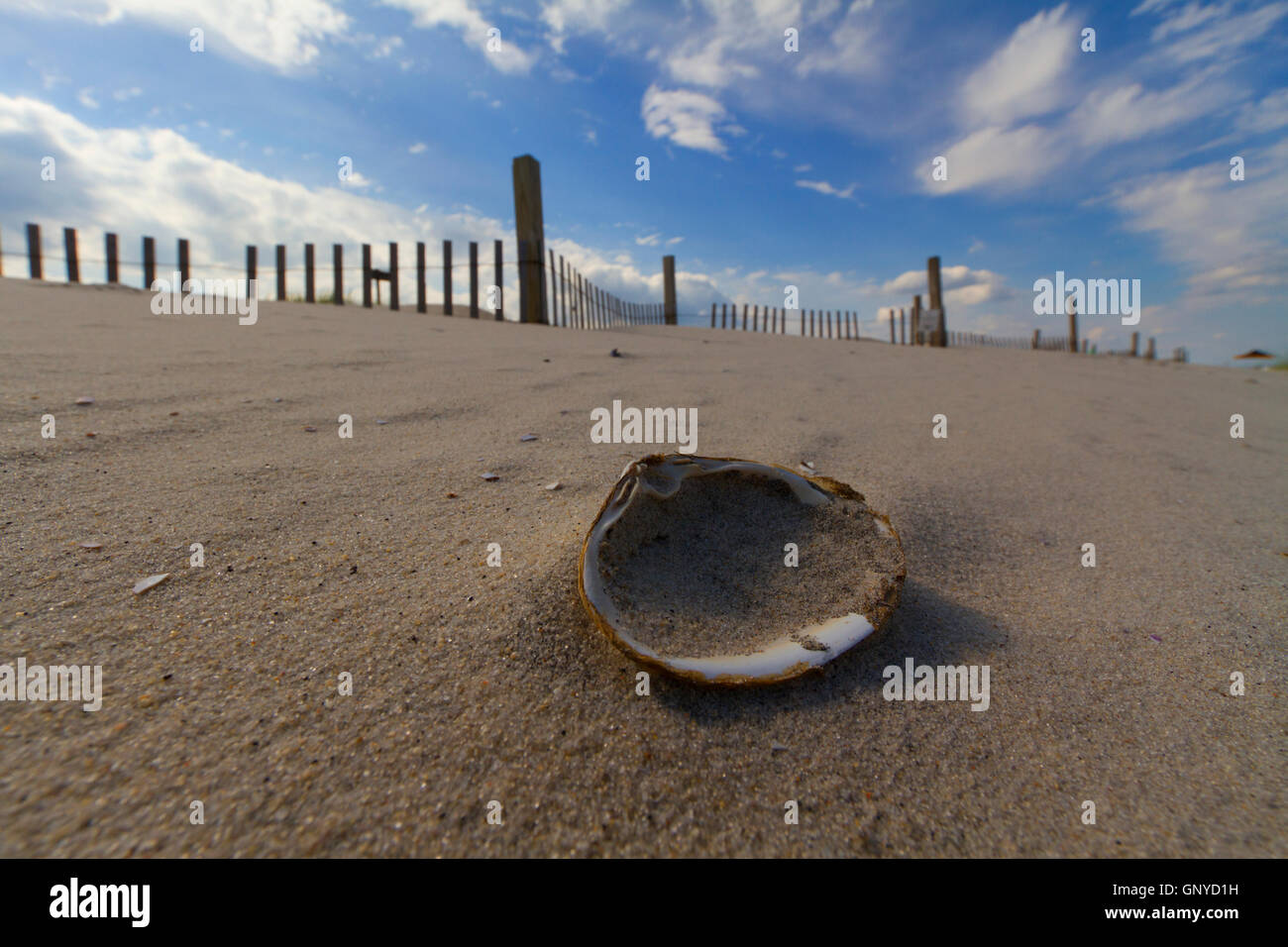 Clam shell on the beach on a hot summer day Stock Photo - Alamy