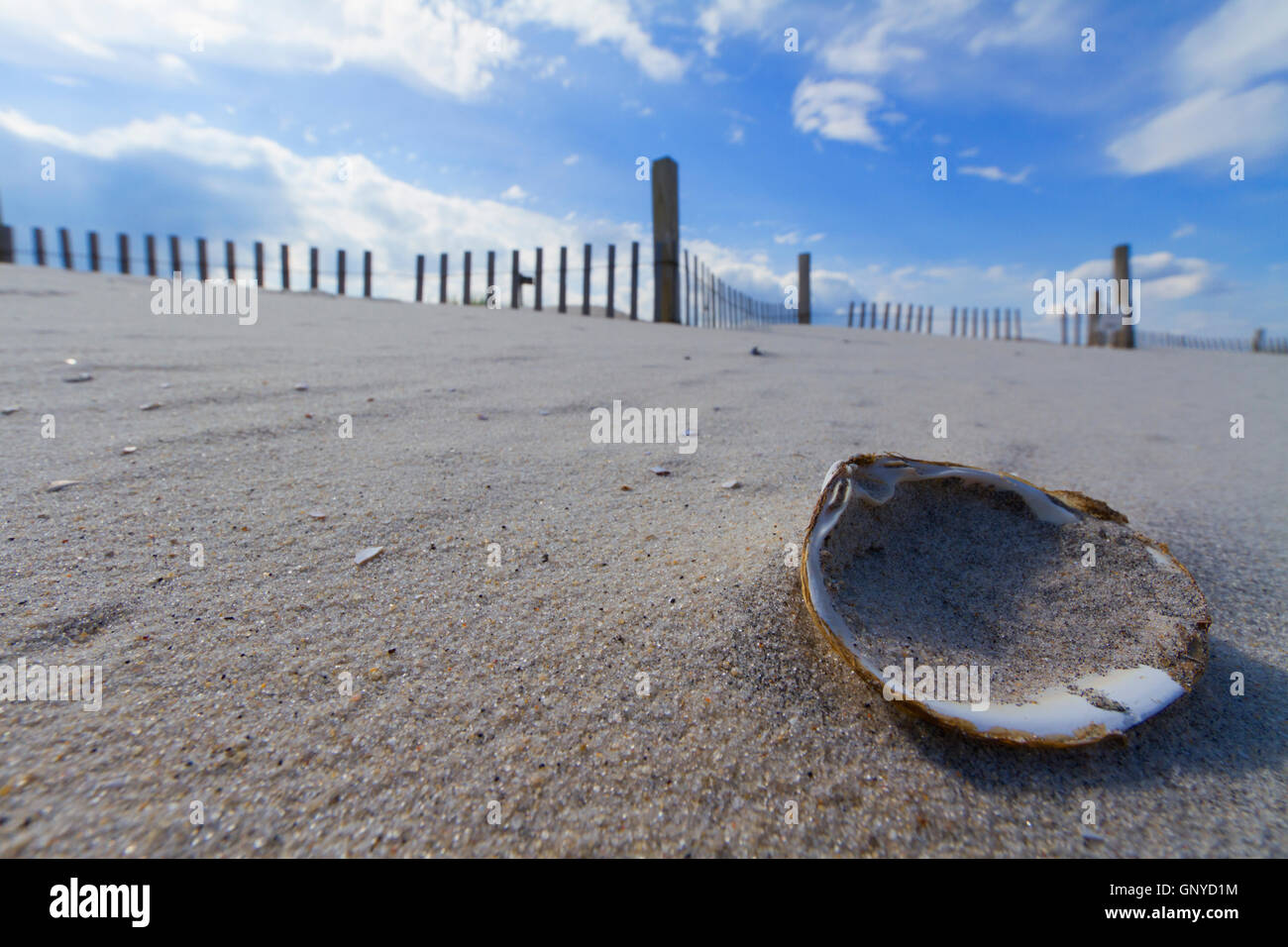 Clam shell on the beach on a hot summer day Stock Photo - Alamy