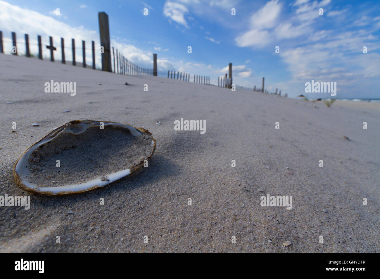 Clam shell on the beach on a hot summer day Stock Photo - Alamy
