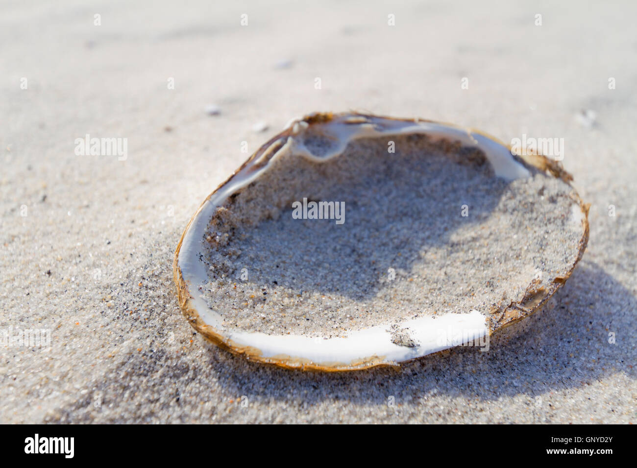 Clam shell on the beach on a hot summer day Stock Photo - Alamy
