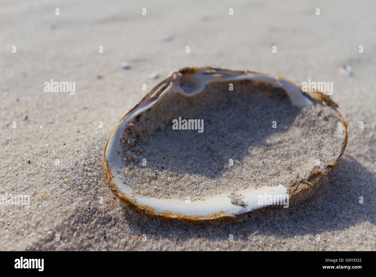 Clam shell on the beach on a hot summer day Stock Photo - Alamy