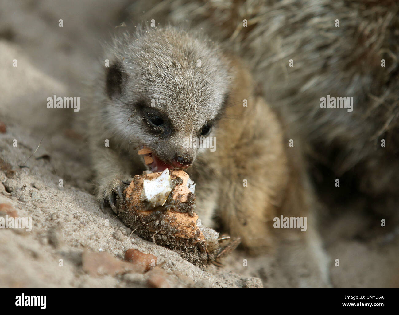 Ronnie, one of two baby meerkat pups, explores his enclosure after ...