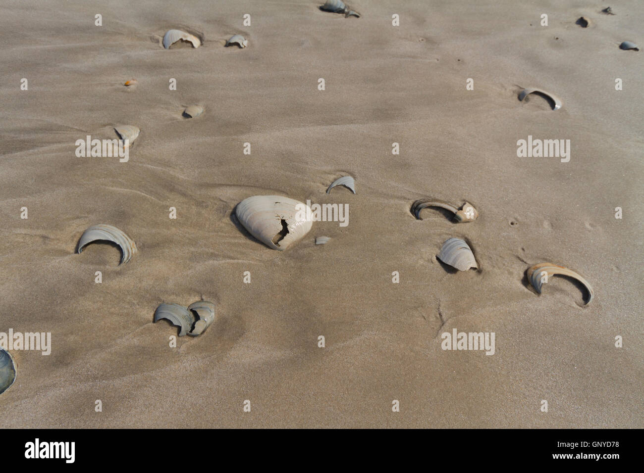 Clam shell on the beach on a hot summer day Stock Photo - Alamy