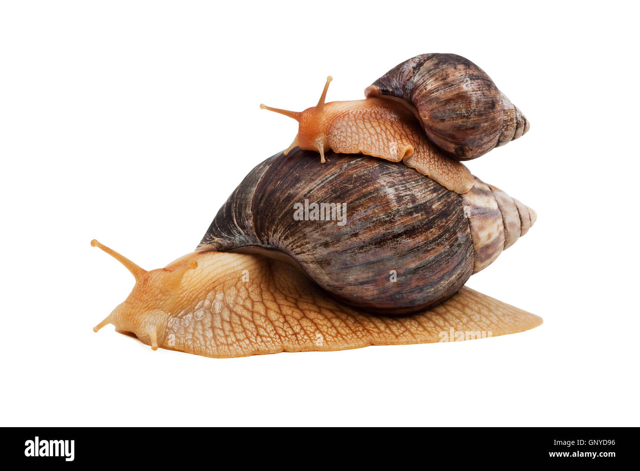 Spiral animals hi-res stock photography and images - Alamy