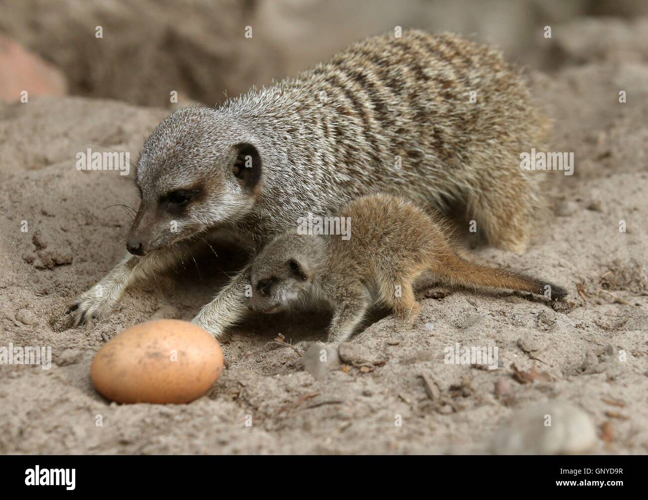 Ronnie, one of two baby meerkat pups, explores his enclosure after ...