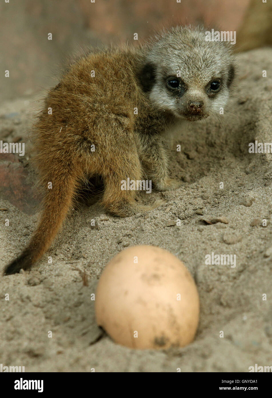 Reggie, one of two baby meerkat pups, explores his enclosure after ...