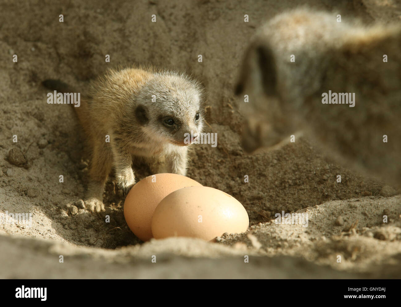 Ronnie, one of two baby meerkat pups, explores his enclosure after ...