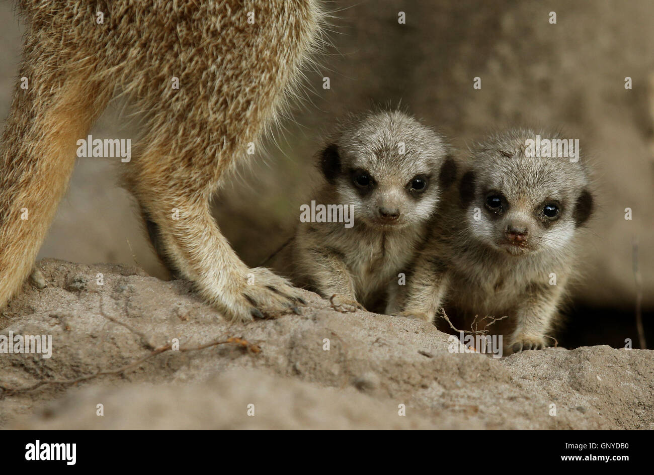 As its baby boom continues hi-res stock photography and images - Alamy