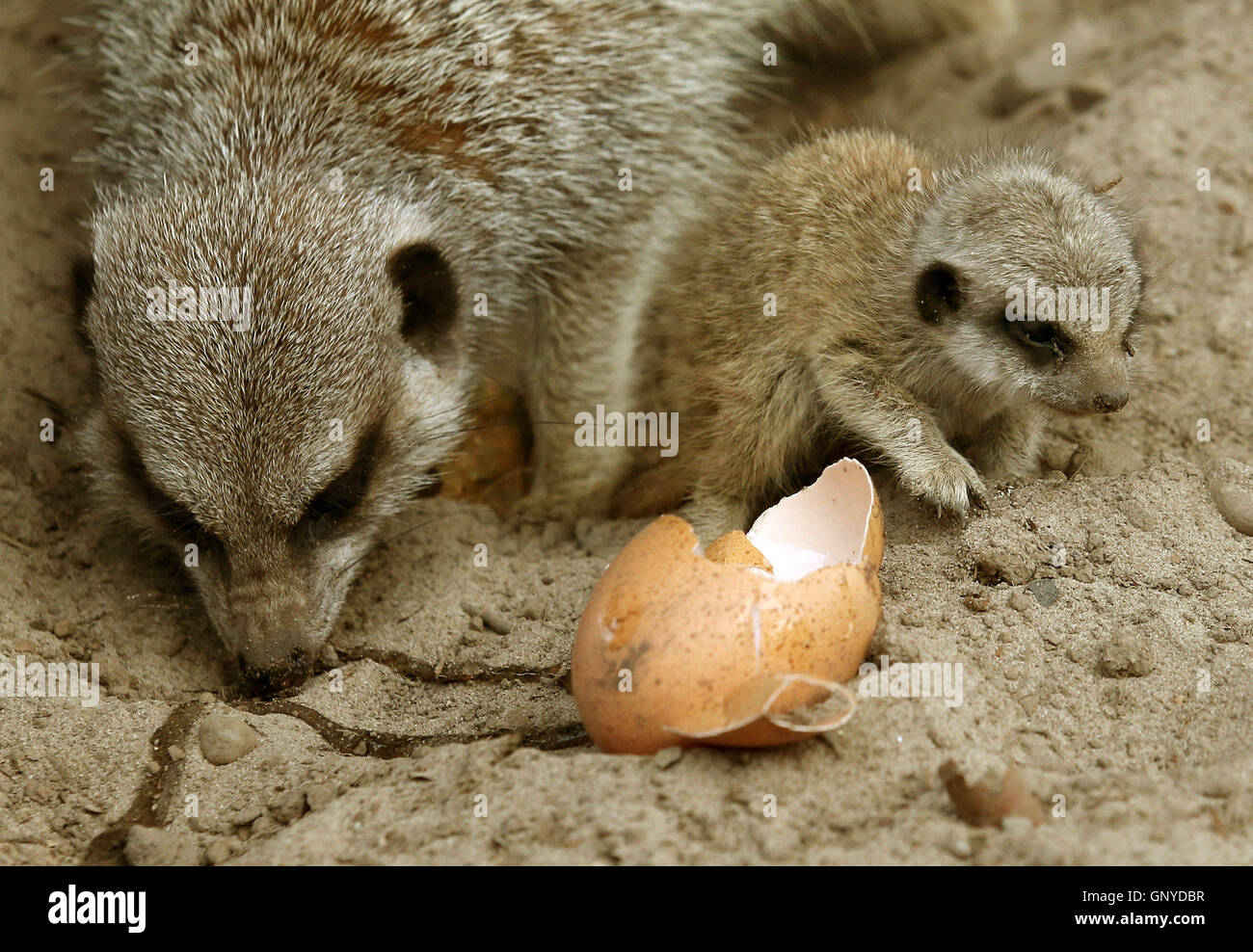 Ronnie, one of two baby meerkat pups, explores his enclosure after ...