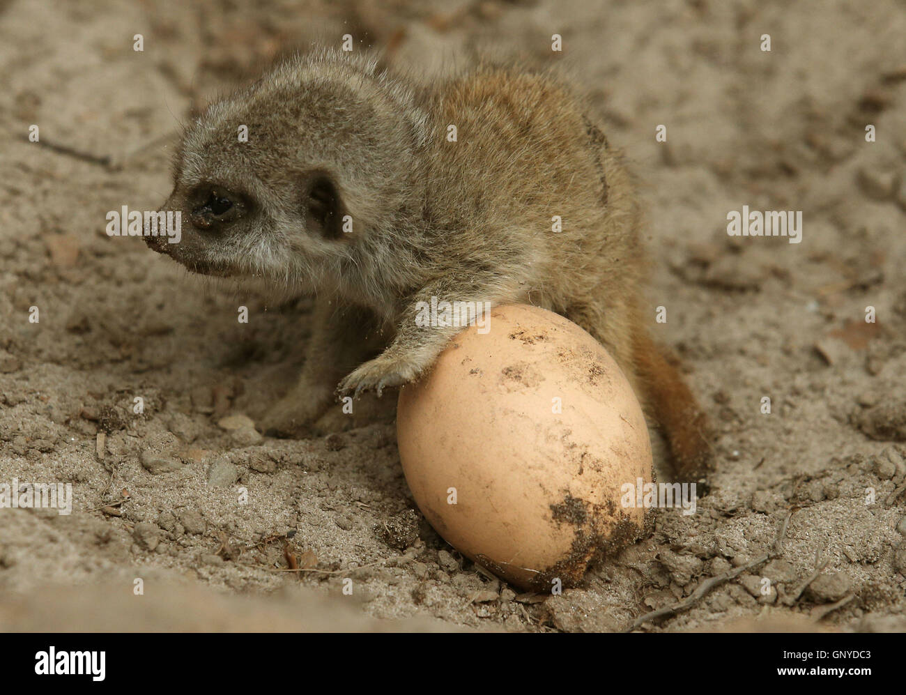 Ronnie, one of two baby meerkat pups, explores his enclosure after ...