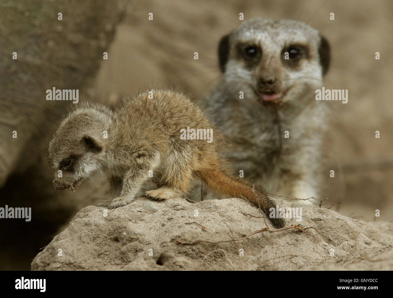Ronnie, one of two baby meerkat pups, explores his enclosure after ...