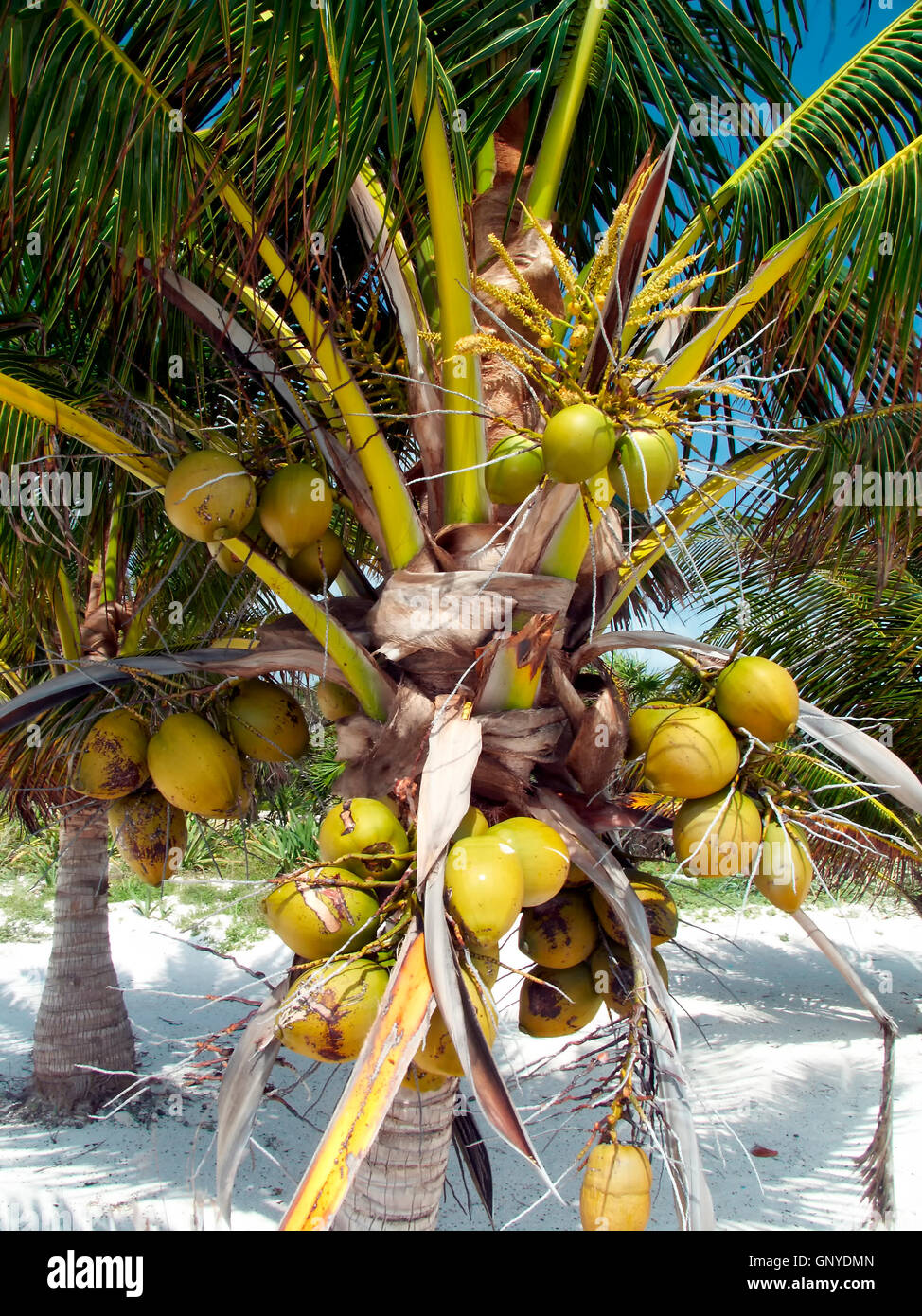 A view of the coconuts hanging on the palm tree Stock Photo - Alamy
