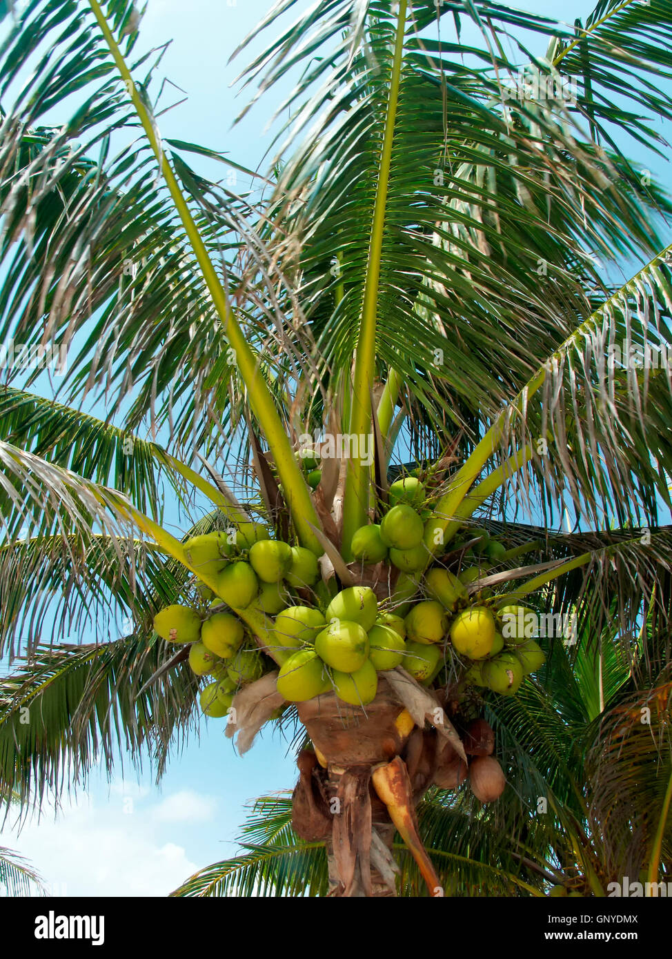 A view of the coconuts hanging on the palm tree Stock Photo - Alamy
