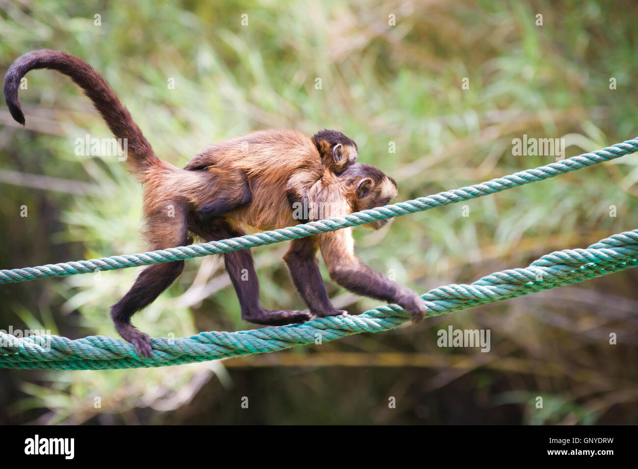 monkey with her ΓÇïΓÇïyoung hanging from a rope Stock Photo - Alamy