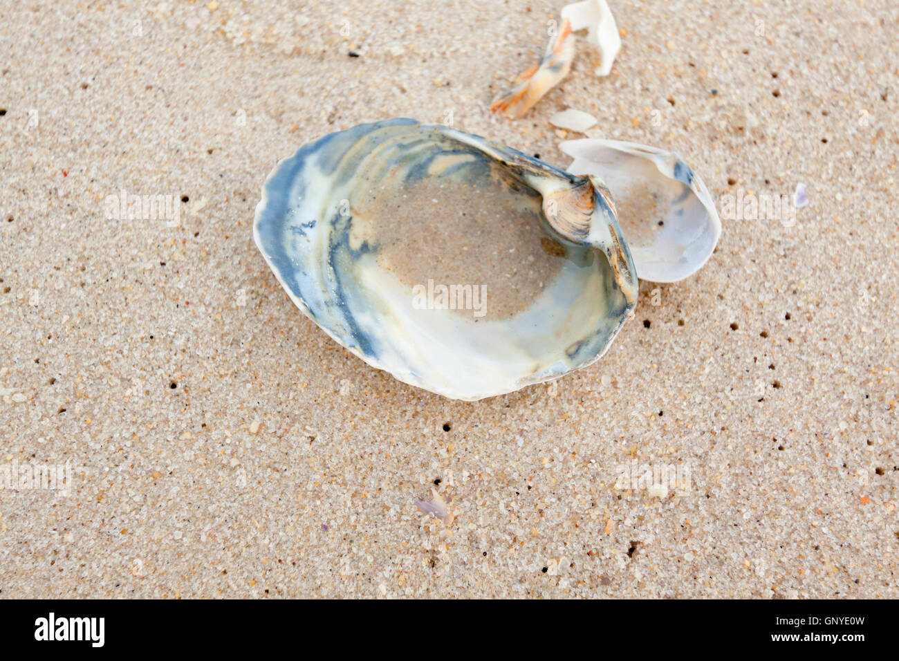 Clam shell on the beach on a hot summer day Stock Photo - Alamy